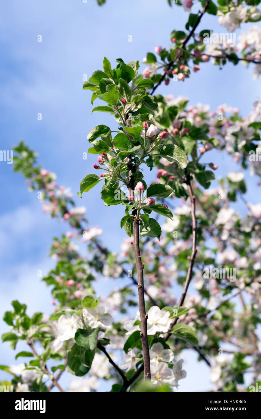 White apple flowers in May Stock Photo - Alamy