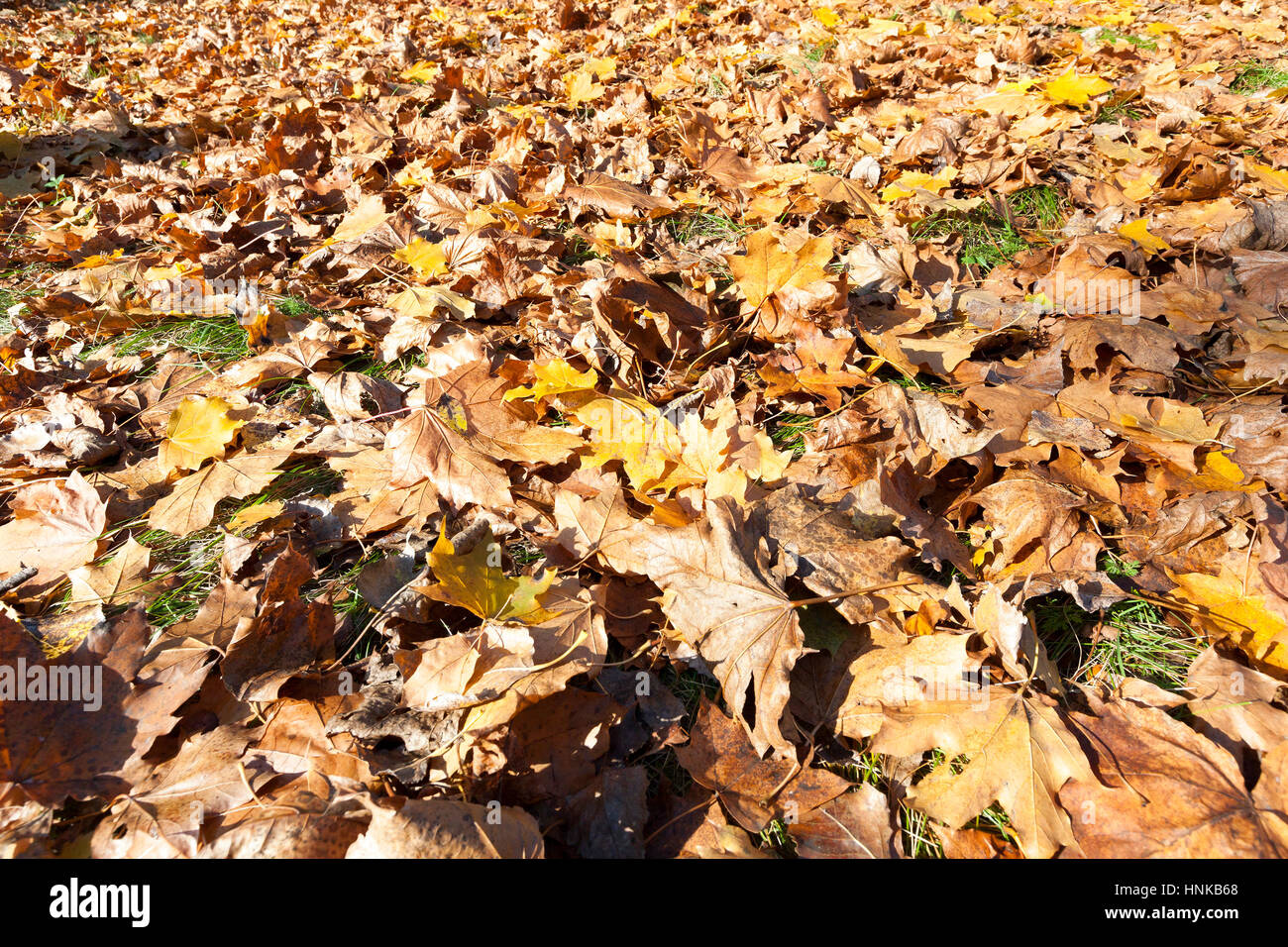 The fallen maple leaves Stock Photo - Alamy