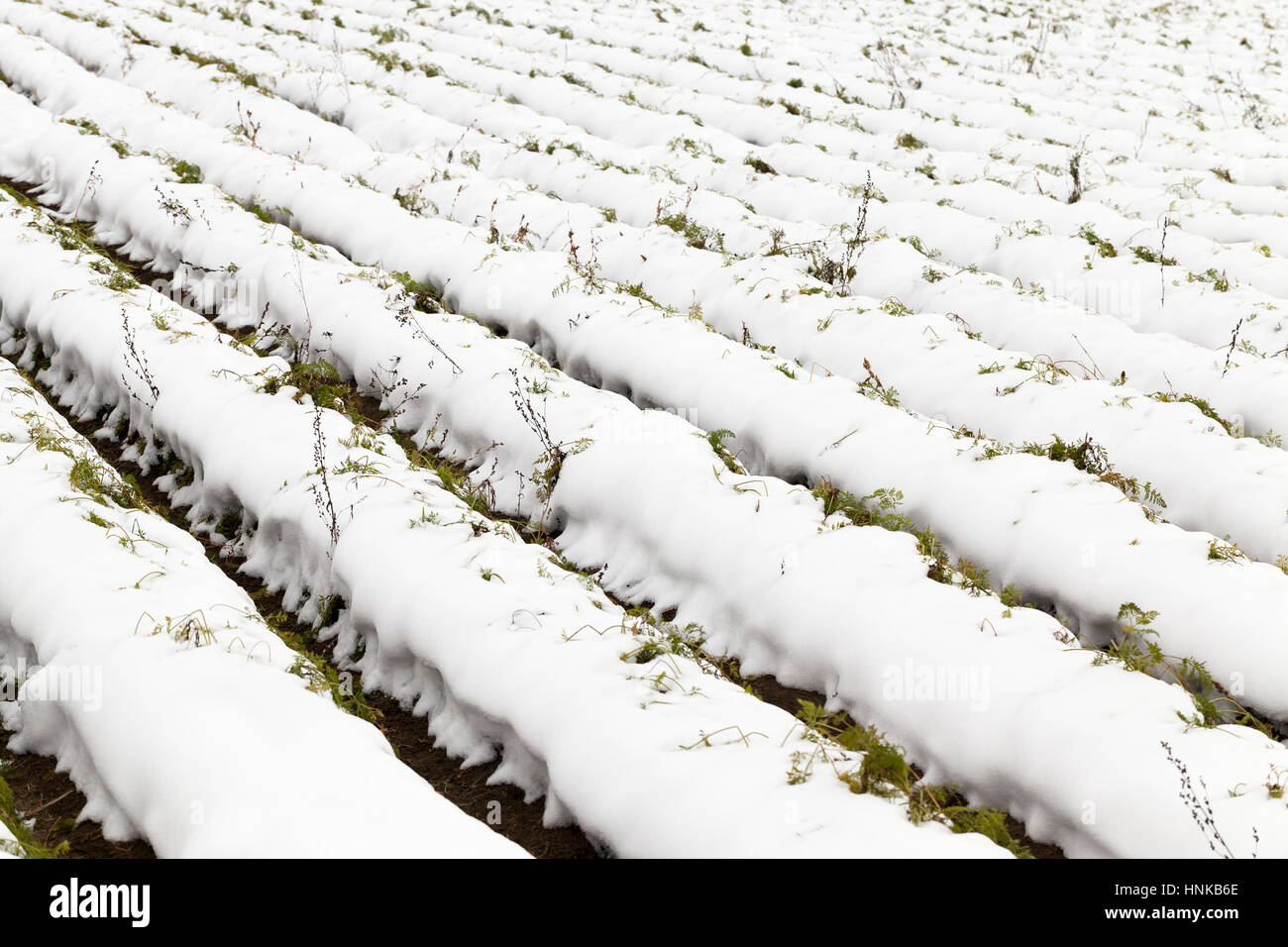 carrot harvest in the snow Stock Photo - Alamy