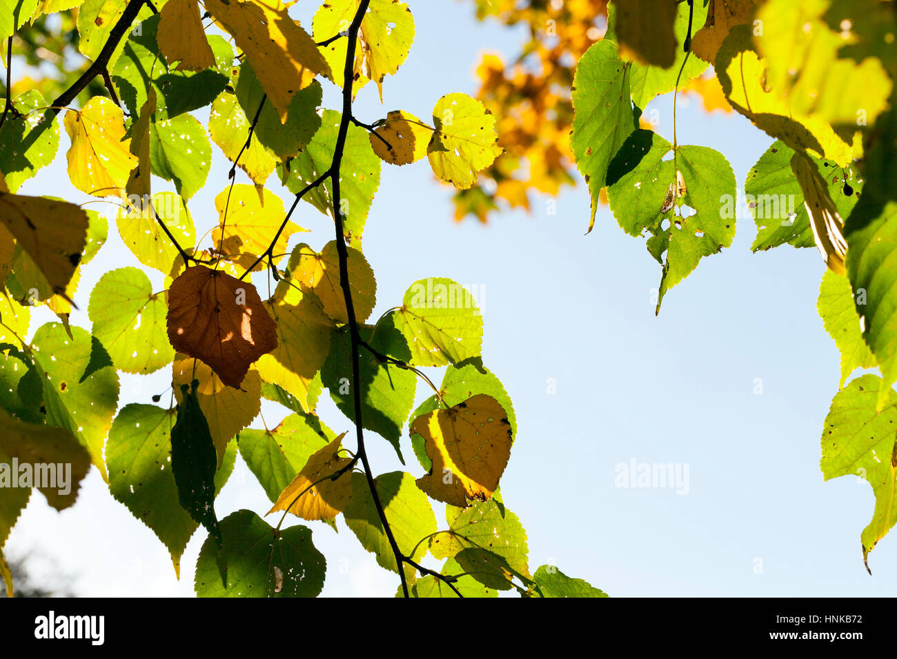 linden tree in autumn Stock Photo - Alamy