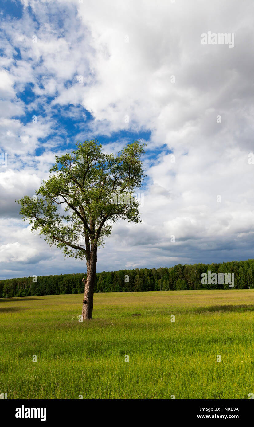 tree in the summer Stock Photo - Alamy
