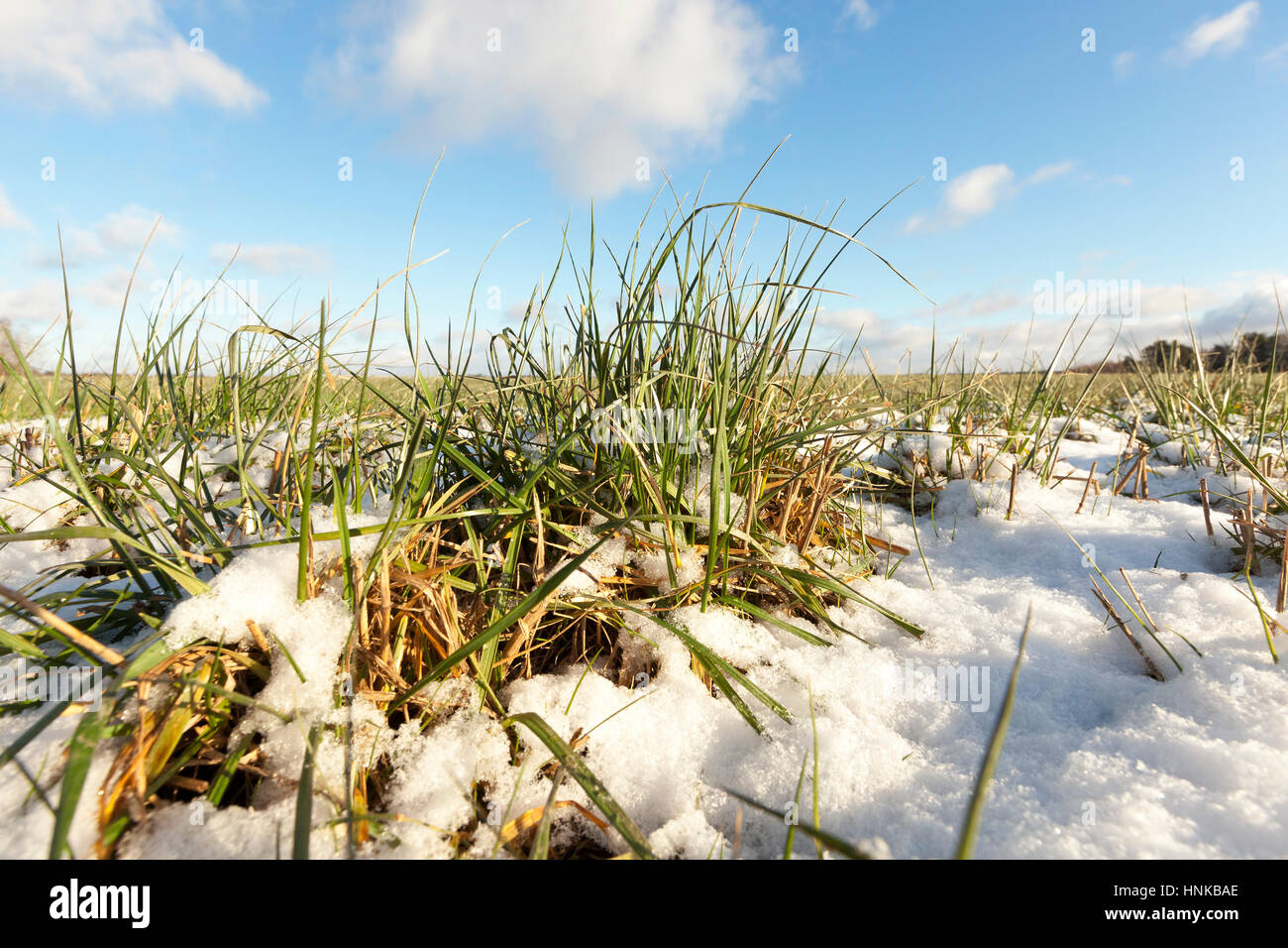 Wheat winter hi-res stock photography and images - Alamy