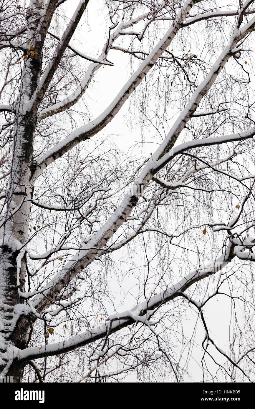 trees under snow Stock Photo - Alamy