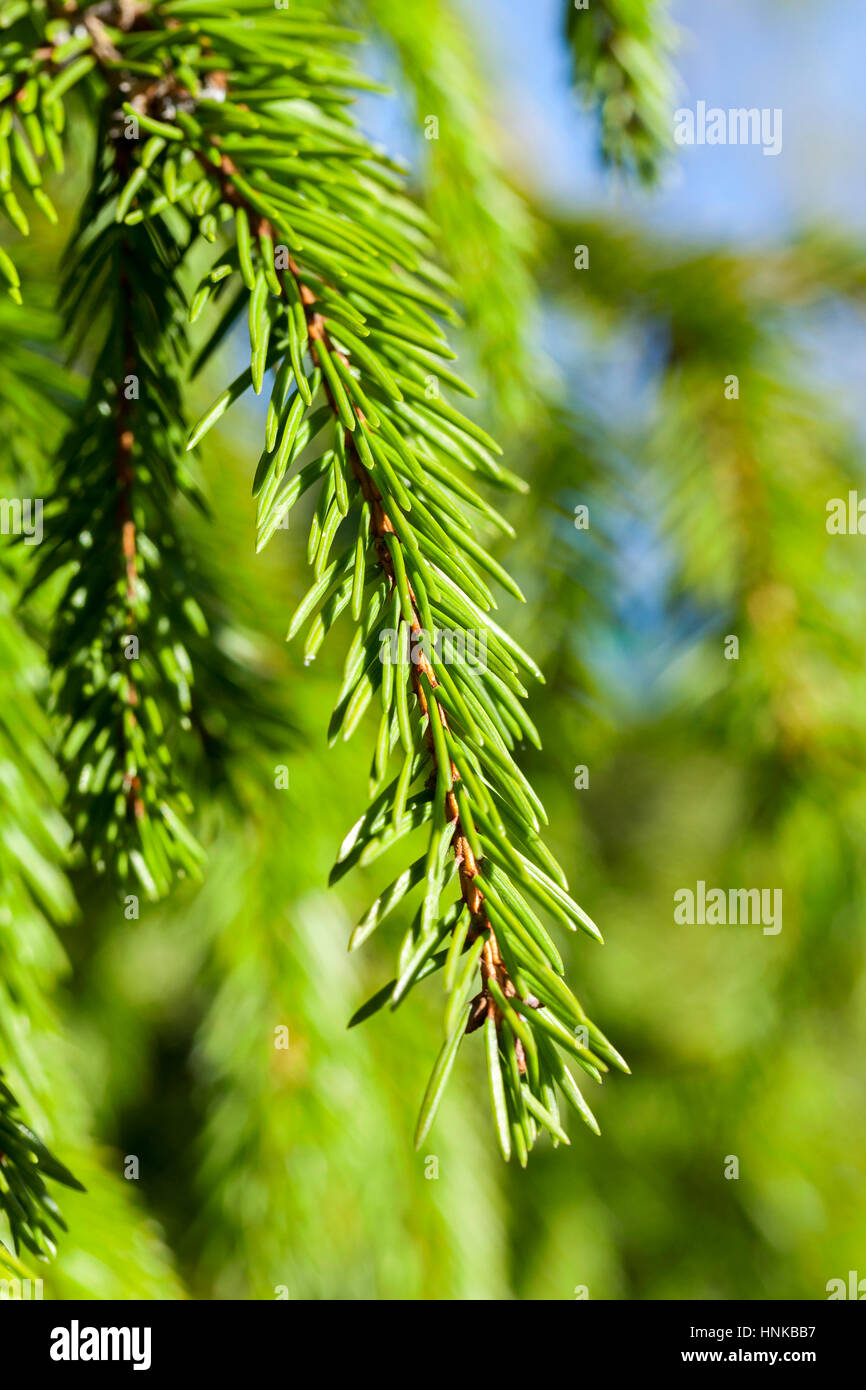 Spruce sprout close up hi-res stock photography and images - Alamy