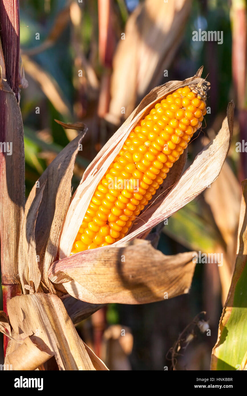 Fodder field vegetable corn hi-res stock photography and images - Alamy