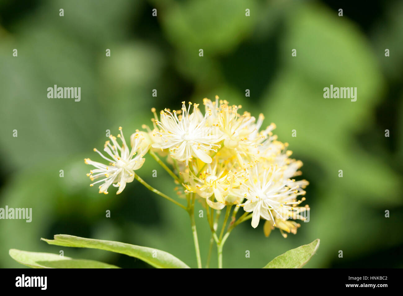 Linden flower tree hi-res stock photography and images - Alamy