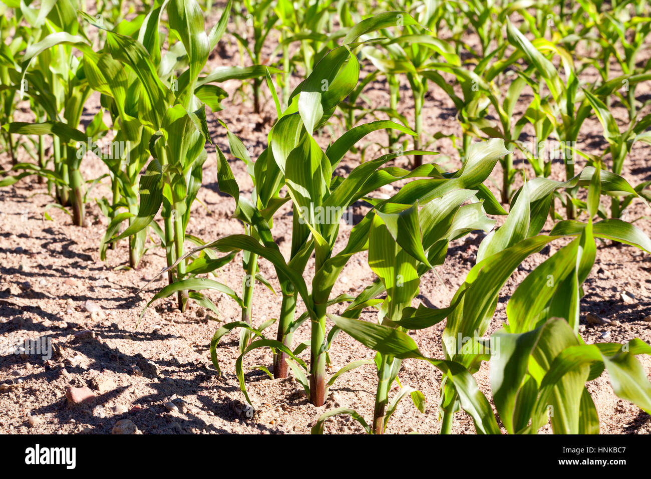 Field of green corn Stock Photo - Alamy