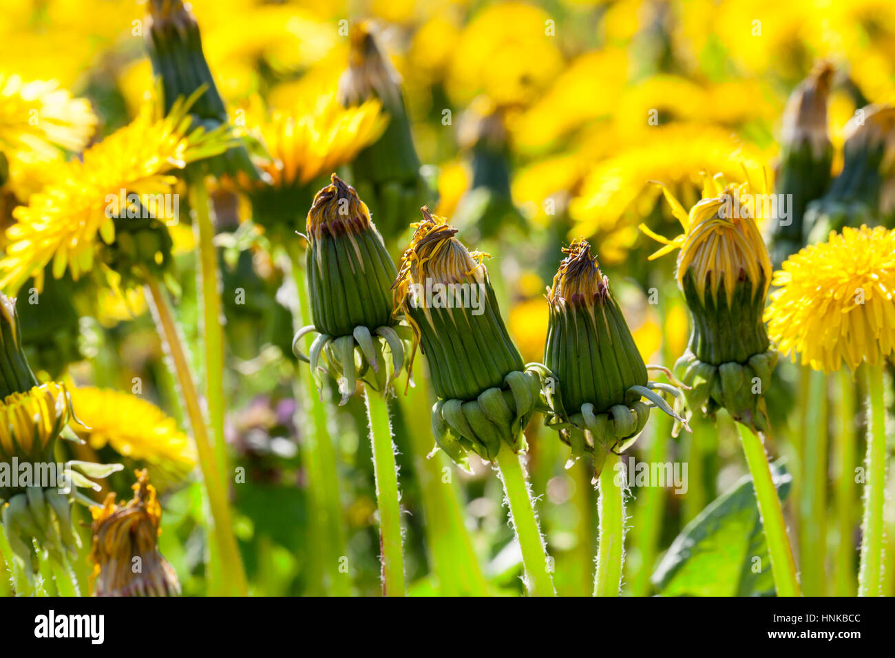 yellow dandelions in spring Stock Photo - Alamy
