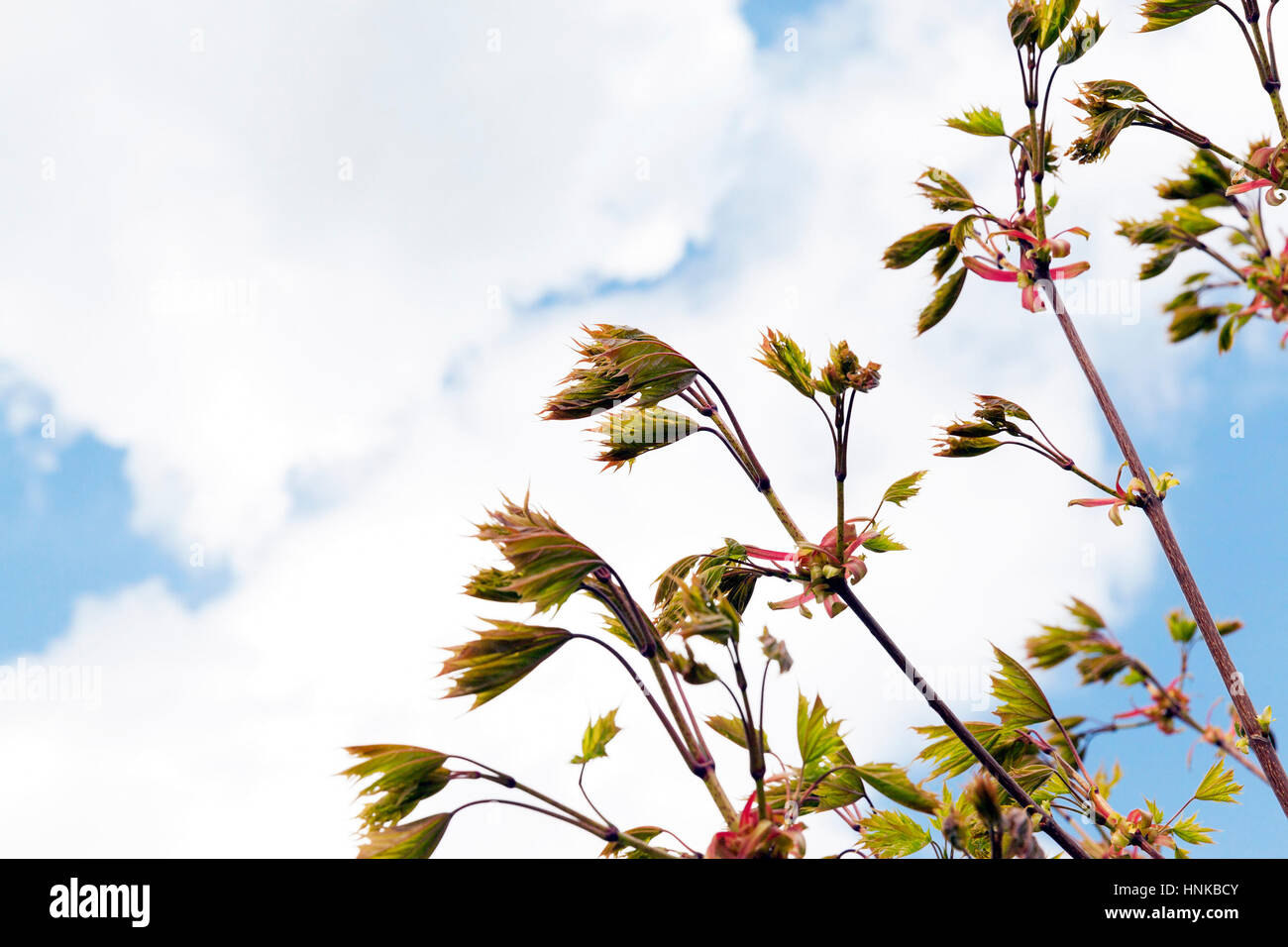 Maple branch new green hi-res stock photography and images - Alamy