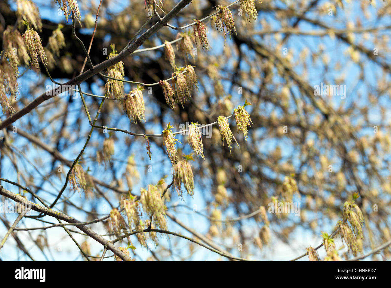 flowering maple tree Stock Photo - Alamy