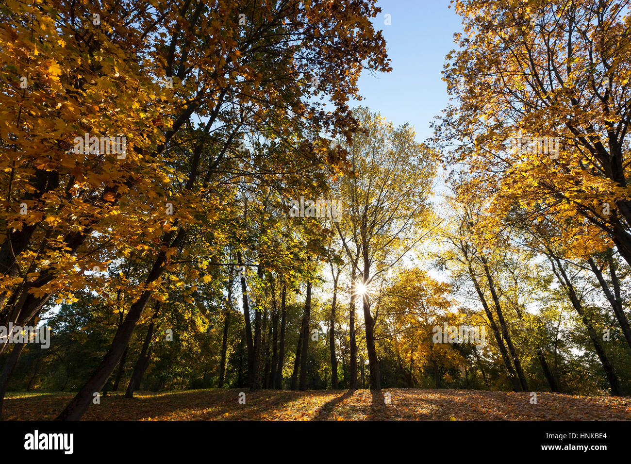 Park in the fall Stock Photo - Alamy