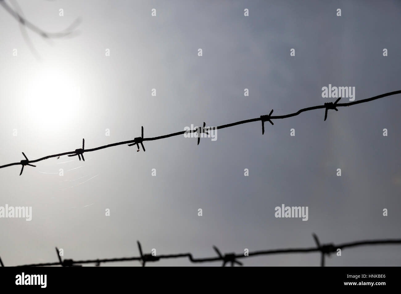 barbed wire, close-up Stock Photo - Alamy