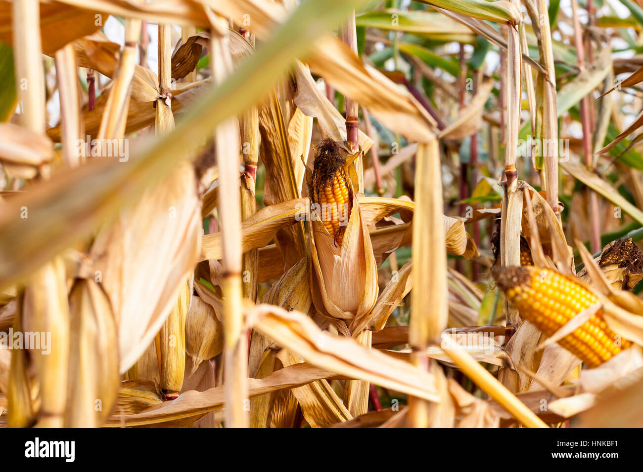 corn on an agricultural field Stock Photo - Alamy