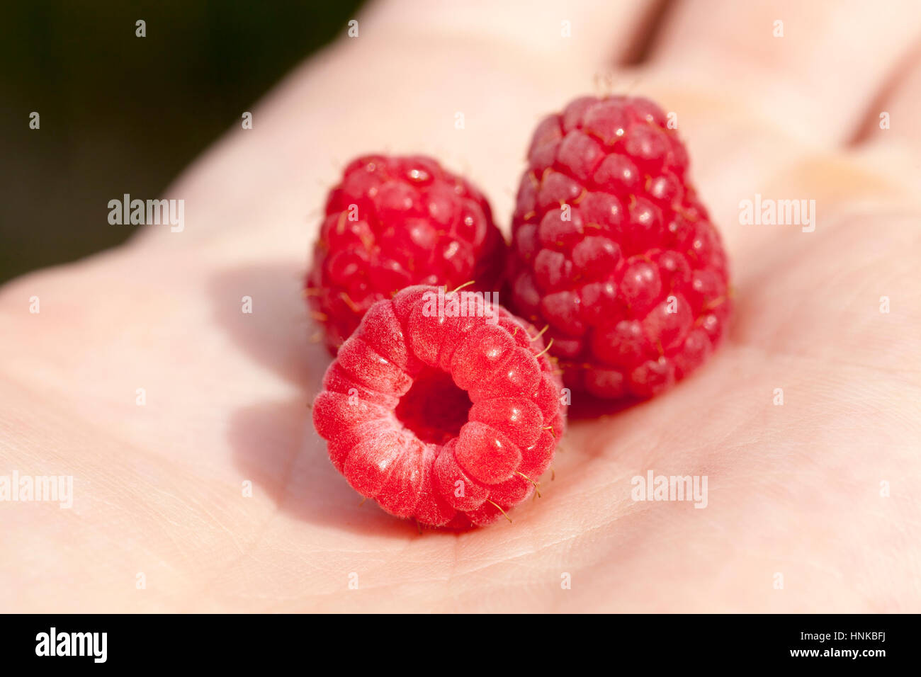 raspberries in hand Stock Photo - Alamy