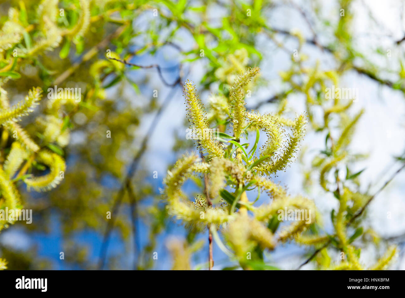 willow in the spring time of the year Stock Photo - Alamy