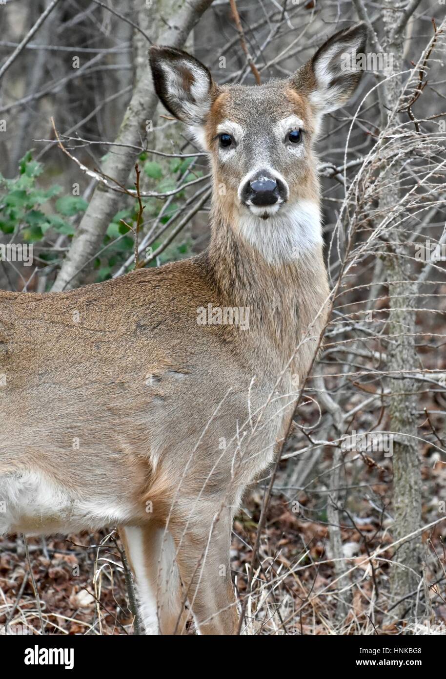 Young White-tailed deer (Odocoileus virginianus) female (doe Stock ...