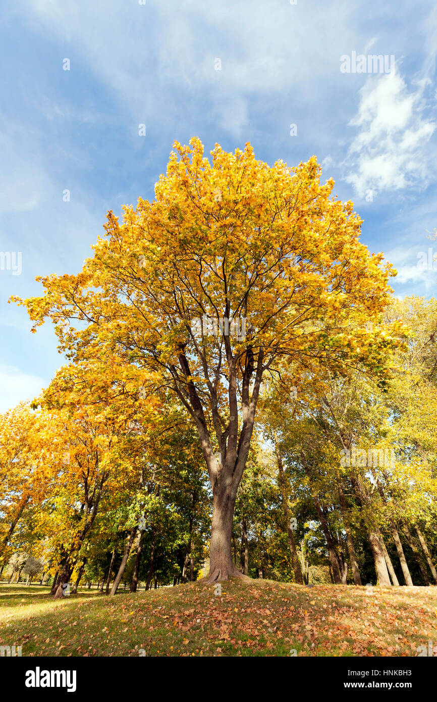 yellowed maple trees in autumn Stock Photo - Alamy