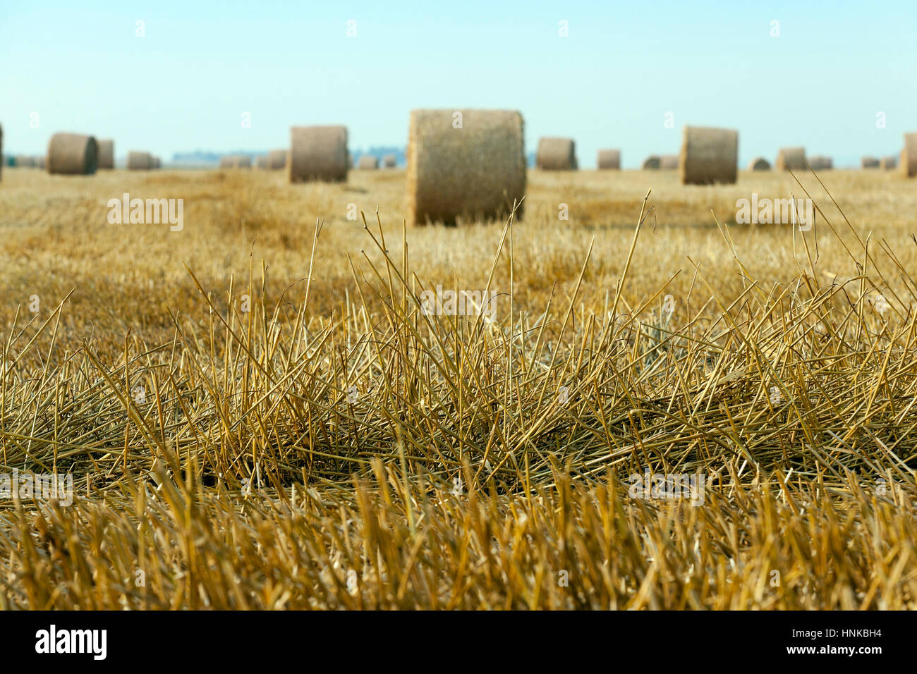 stack of straw in the field Stock Photo - Alamy