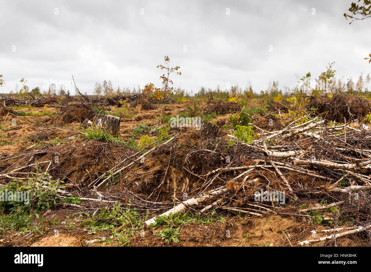 Storm damage. trees in the forest after a storm Stock Photo - Alamy