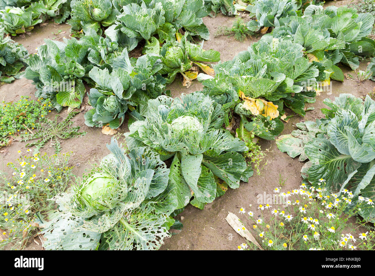 Cutworm garden hi-res stock photography and images - Alamy