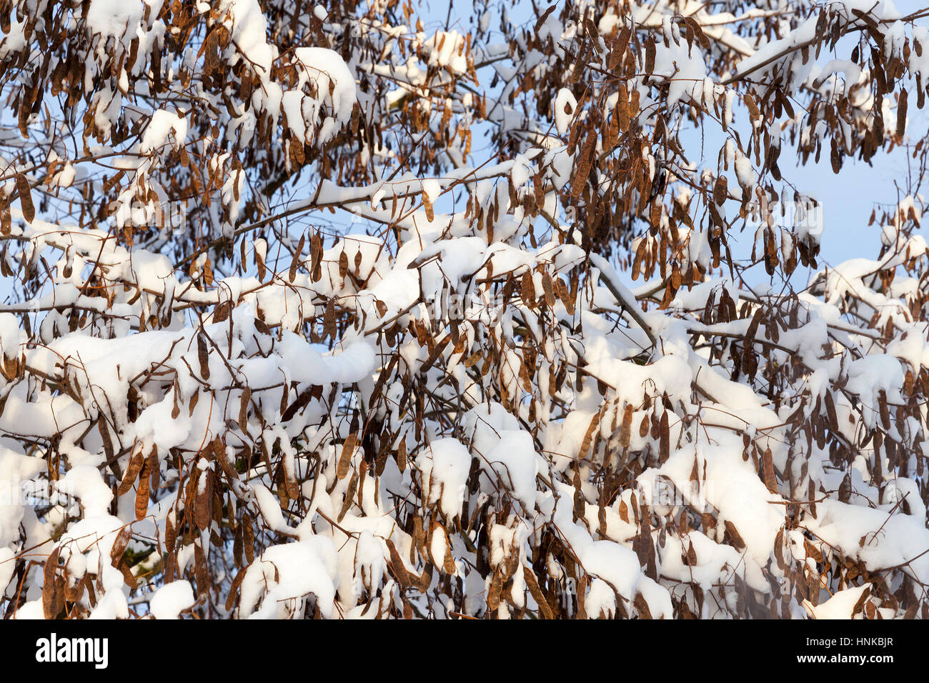 trees under snow Stock Photo - Alamy