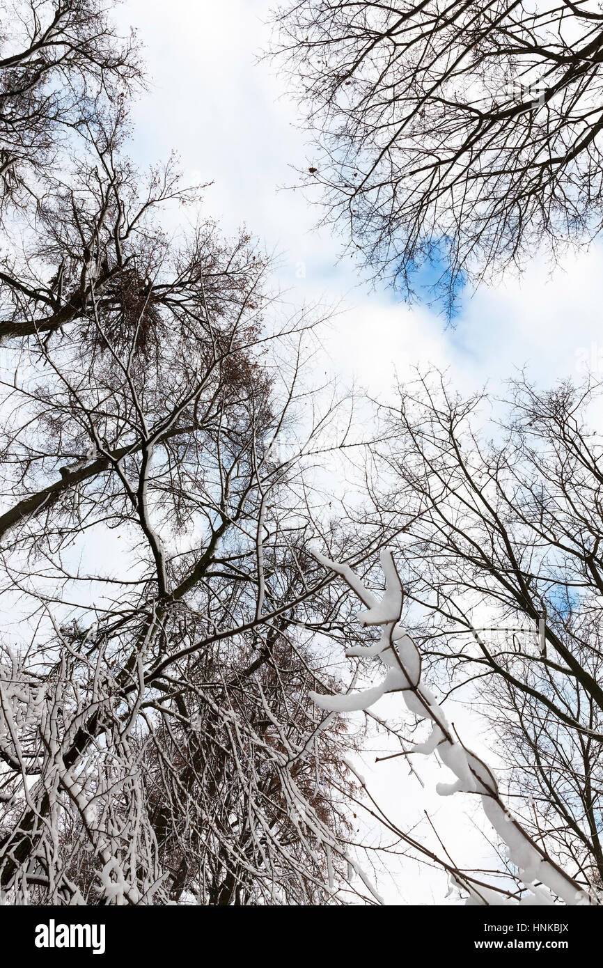 White clad trees hi-res stock photography and images - Alamy
