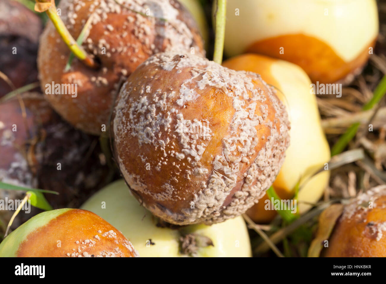 rotten apples, close-up Stock Photo - Alamy