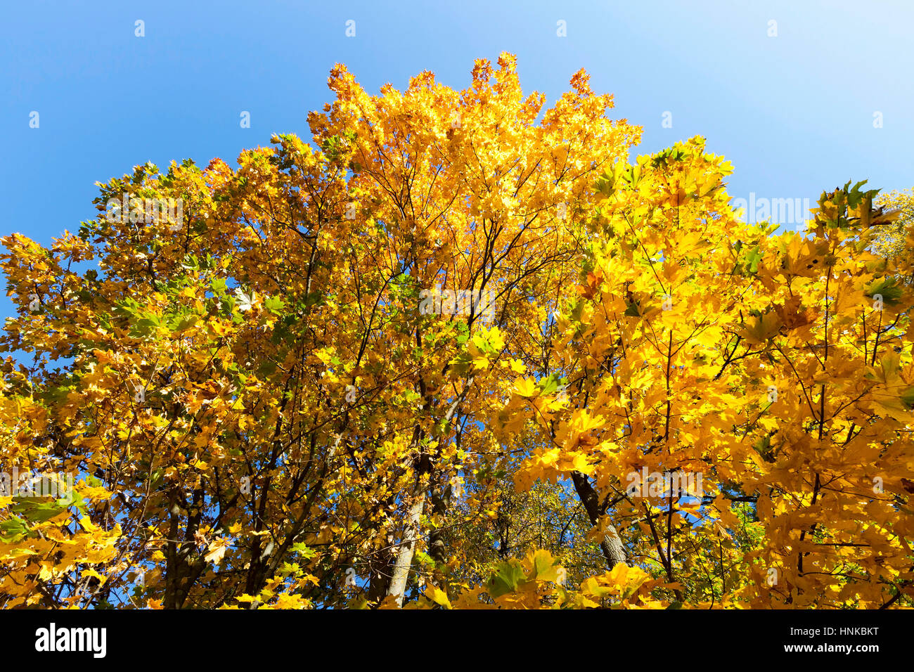 autumn yellow park Stock Photo - Alamy