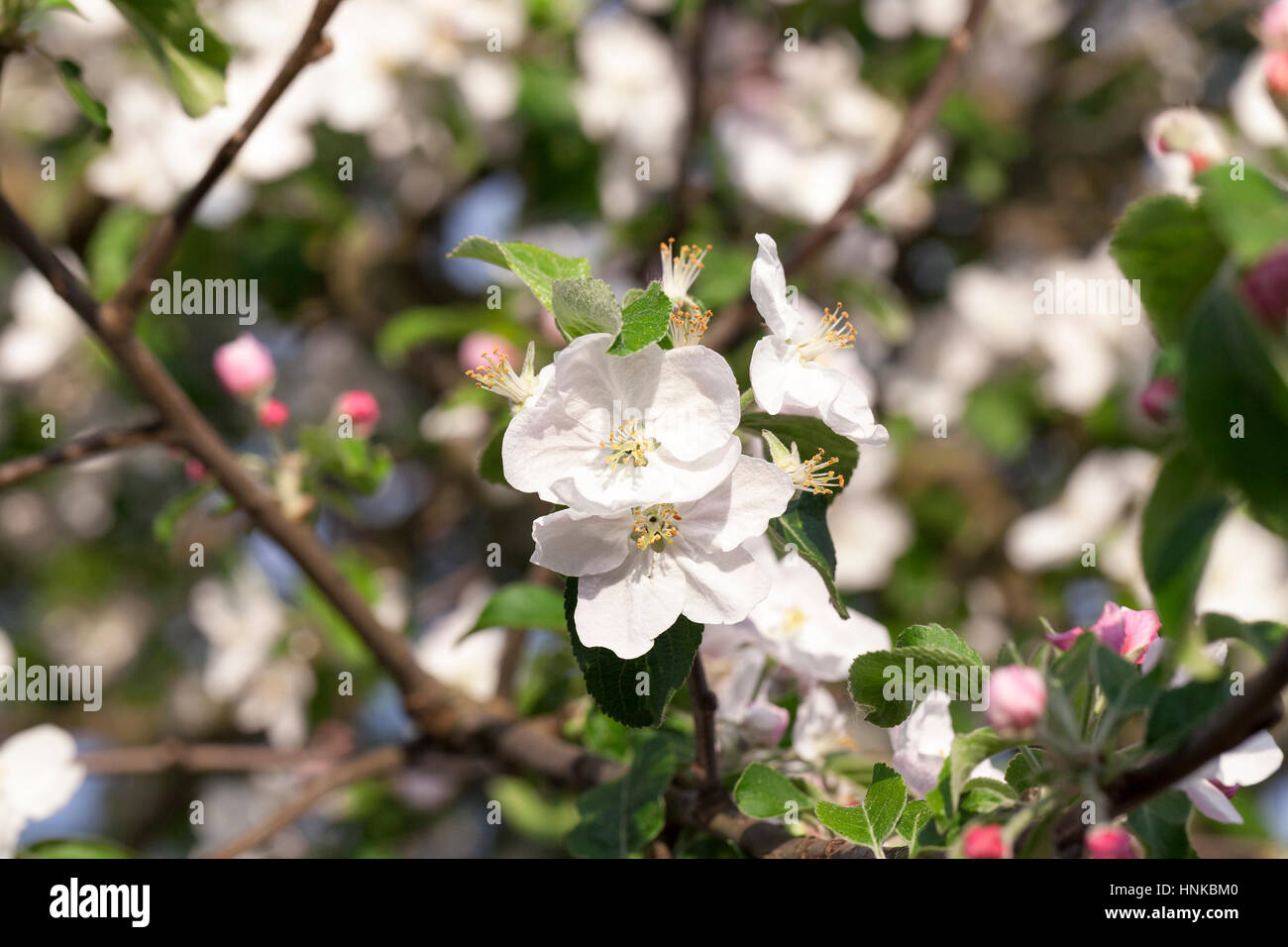 Apple leafage hi-res stock photography and images - Alamy
