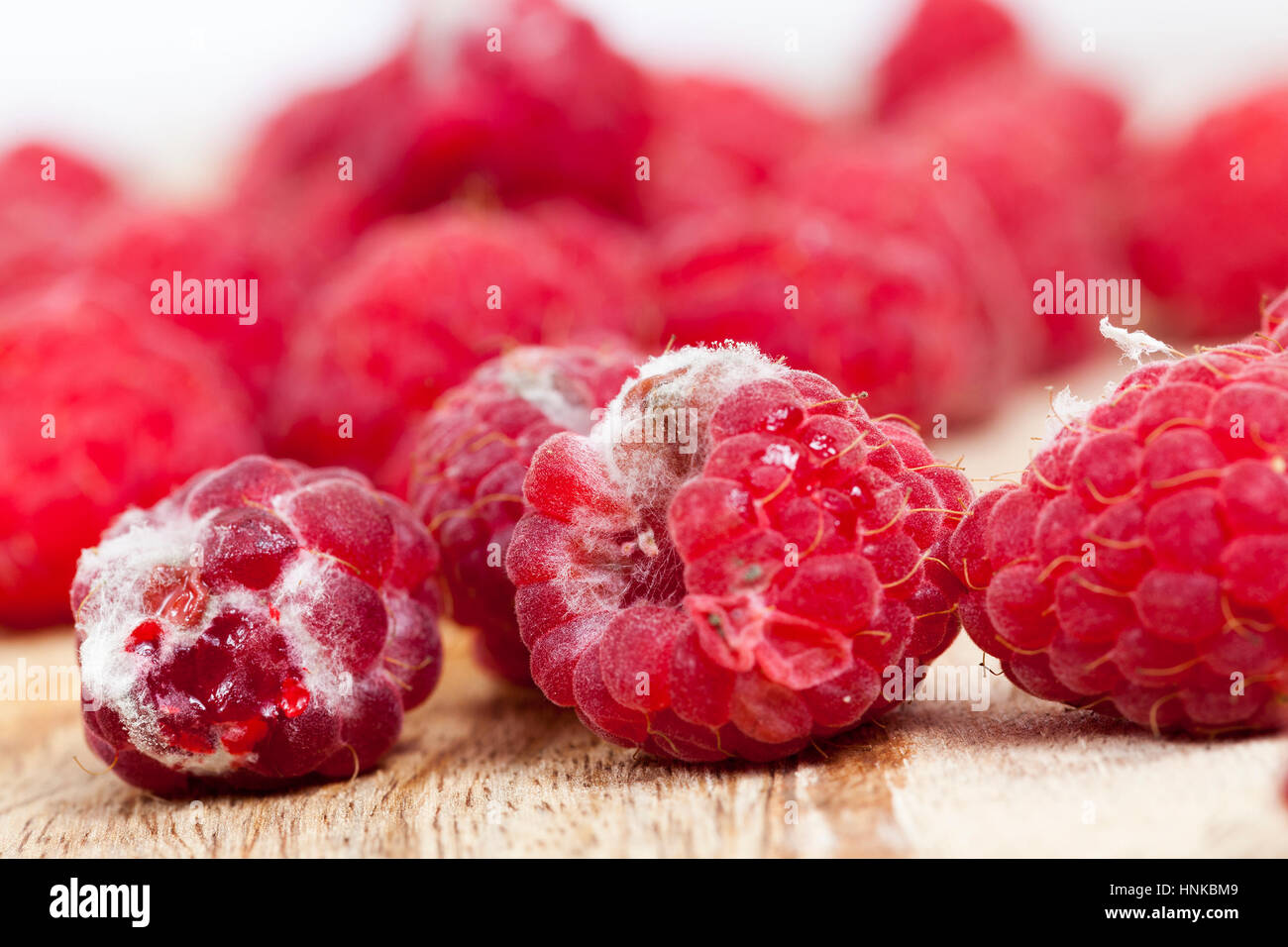 Fuzzy mold hi-res stock photography and images - Alamy