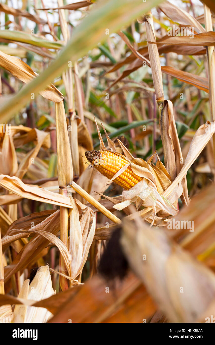 Field corn, agriculture Stock Photo - Alamy