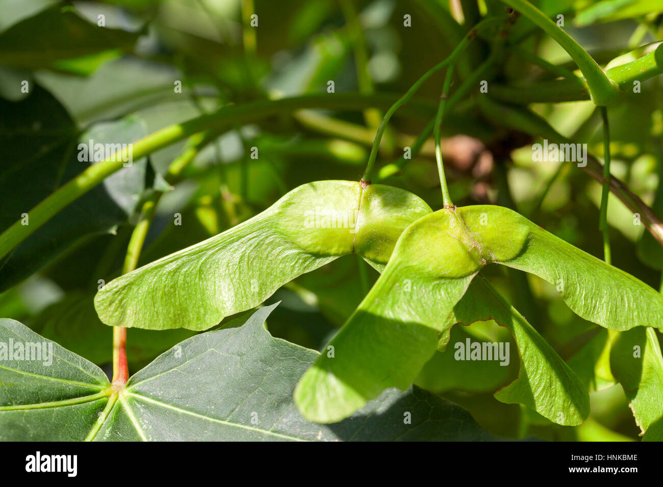 green maple seeds Stock Photo - Alamy