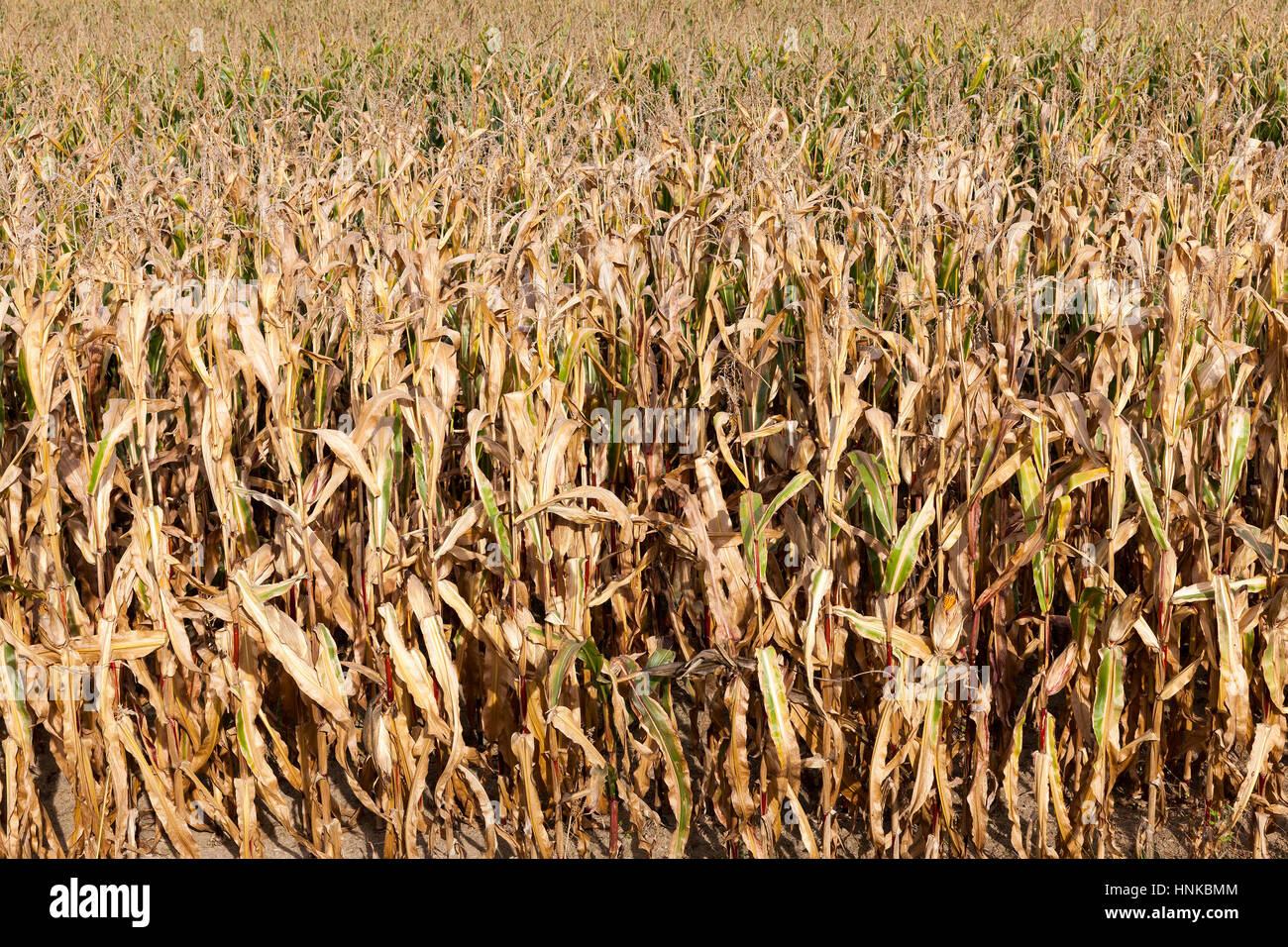 Withered corn field hi-res stock photography and images - Alamy