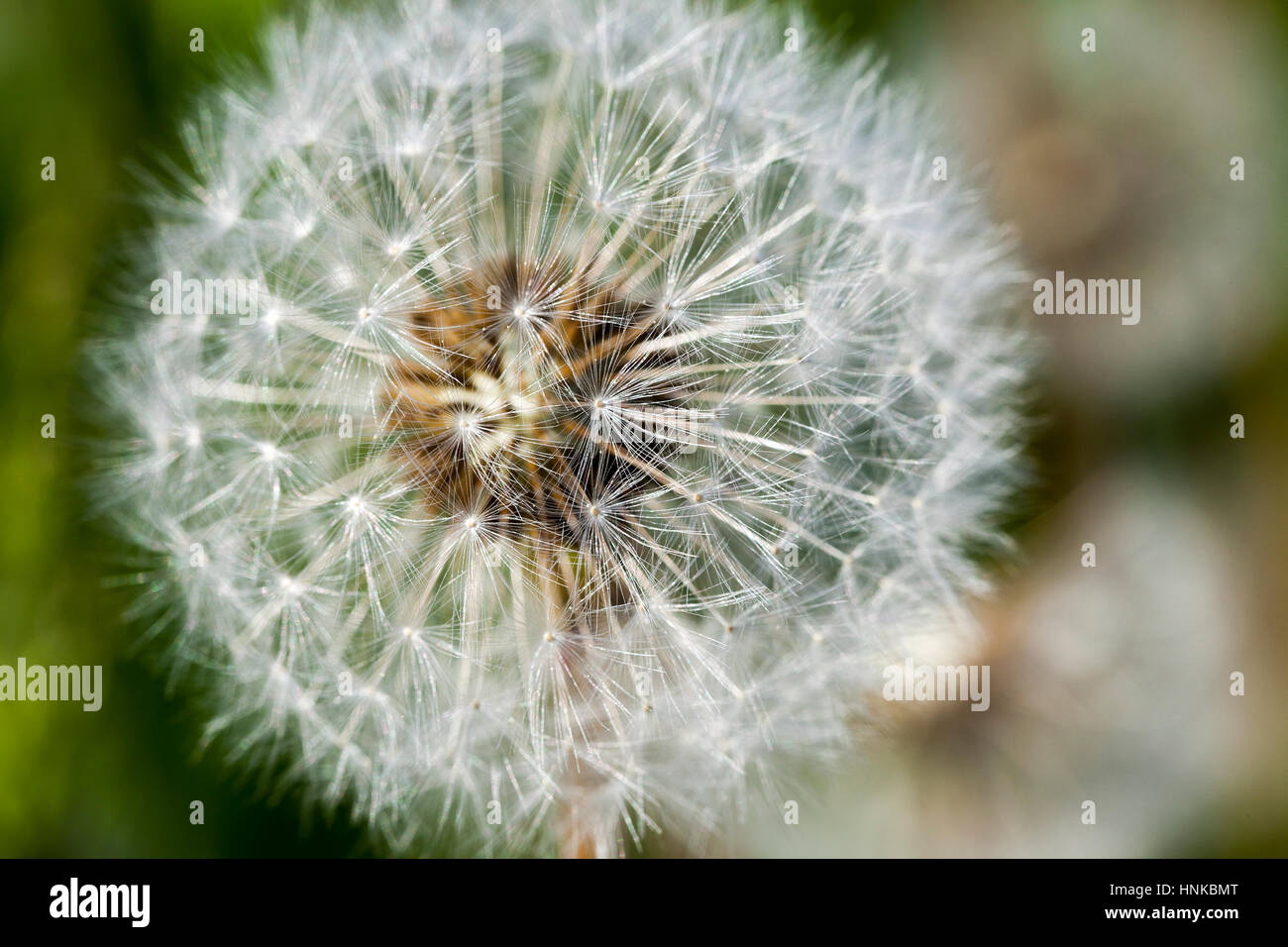 Tangled white plant hi-res stock photography and images - Alamy