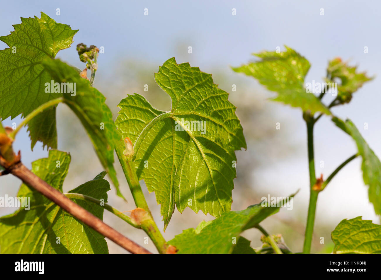 green grape leaves Stock Photo - Alamy
