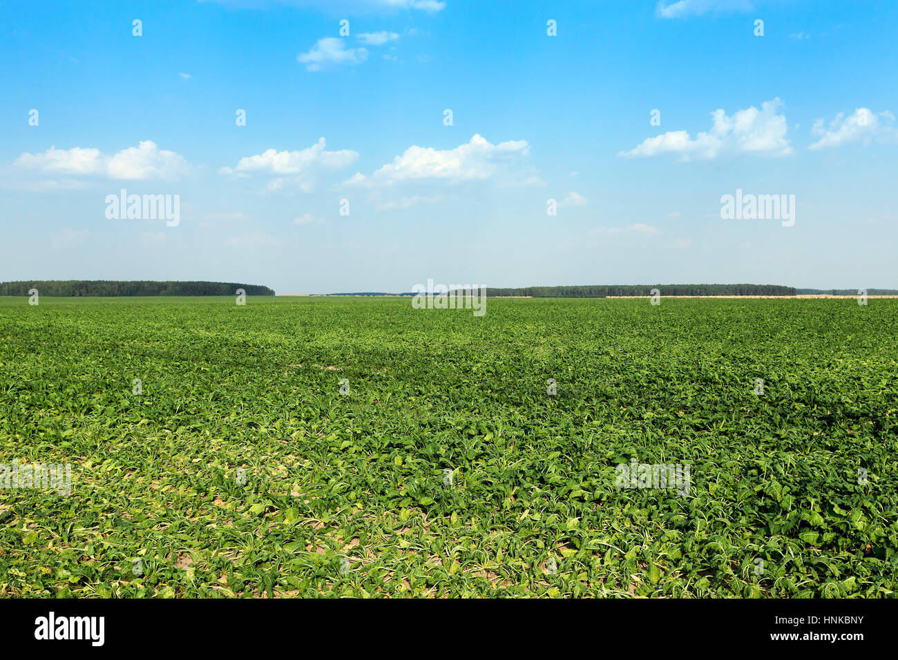 sugar beet field Stock Photo - Alamy