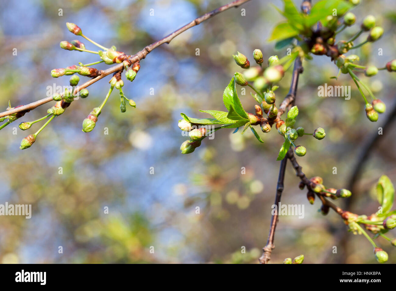 green buds of apple Stock Photo - Alamy