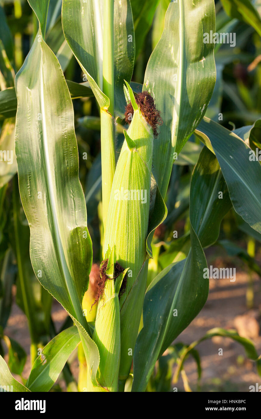 green corn, close up Stock Photo - Alamy