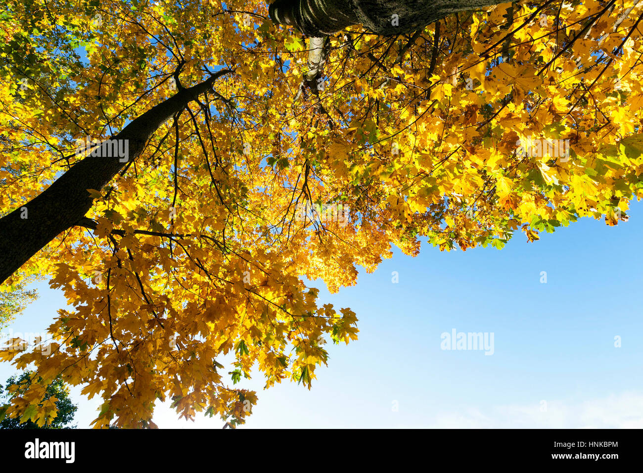 autumn yellow park Stock Photo - Alamy