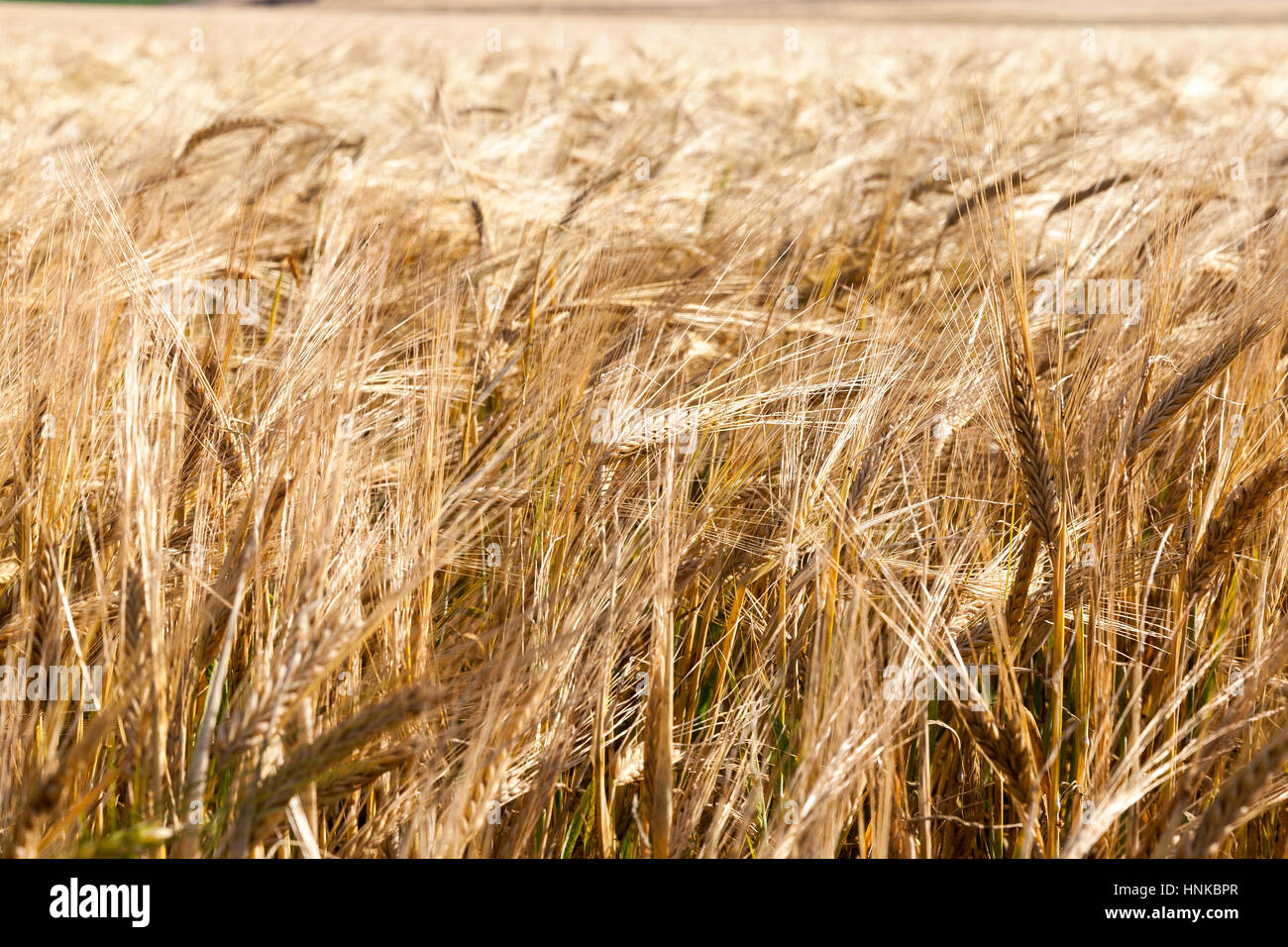 wheat farming field Stock Photo - Alamy