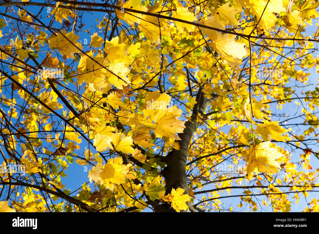 yellowed maple trees in the fall Stock Photo - Alamy