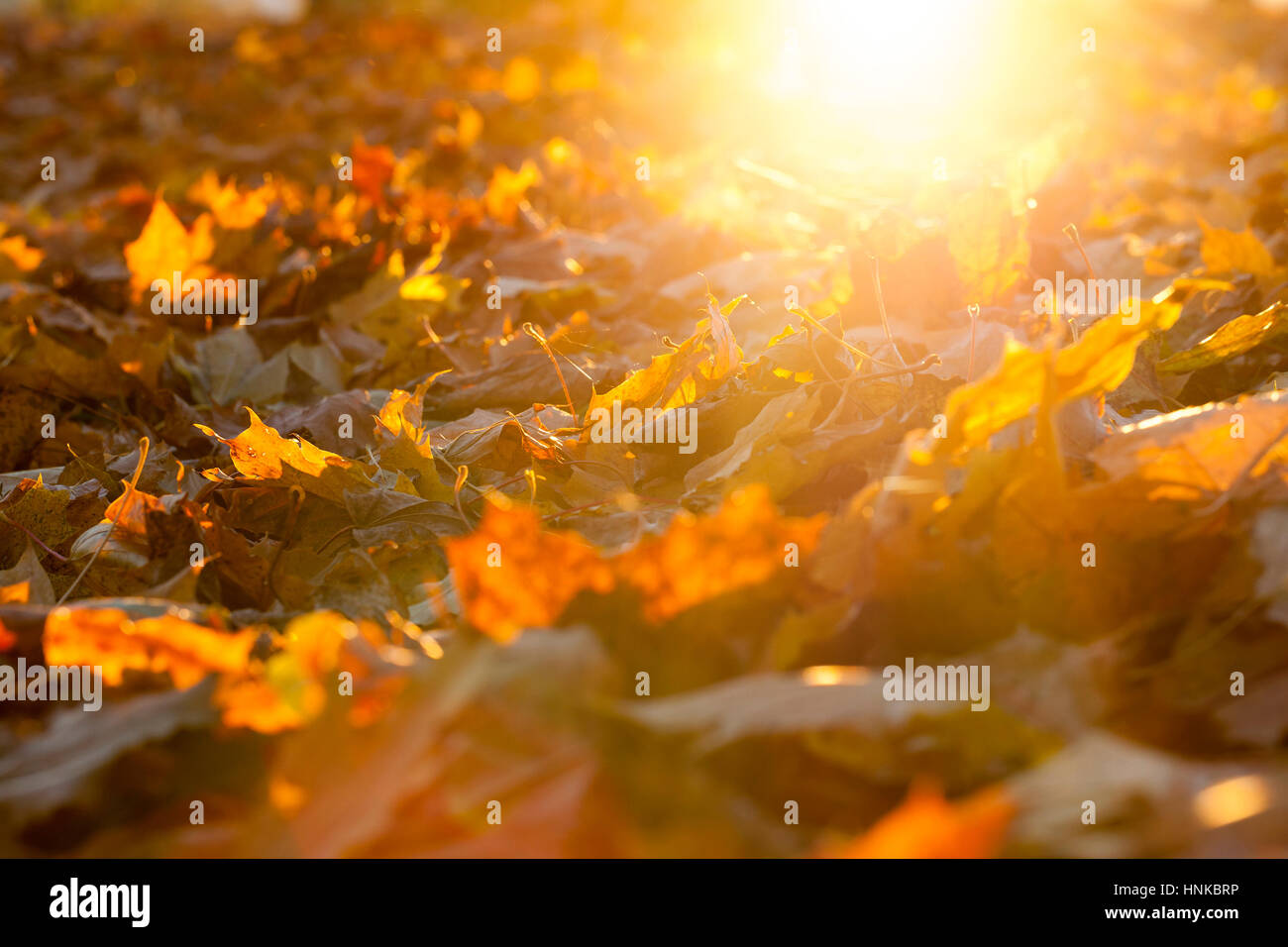 The fallen maple leaves Stock Photo - Alamy