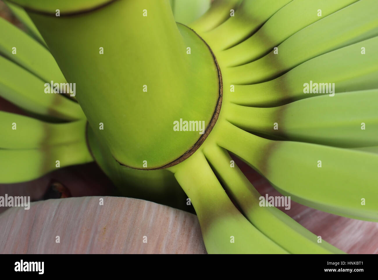 Baby banana plant hi-res stock photography and images - Alamy