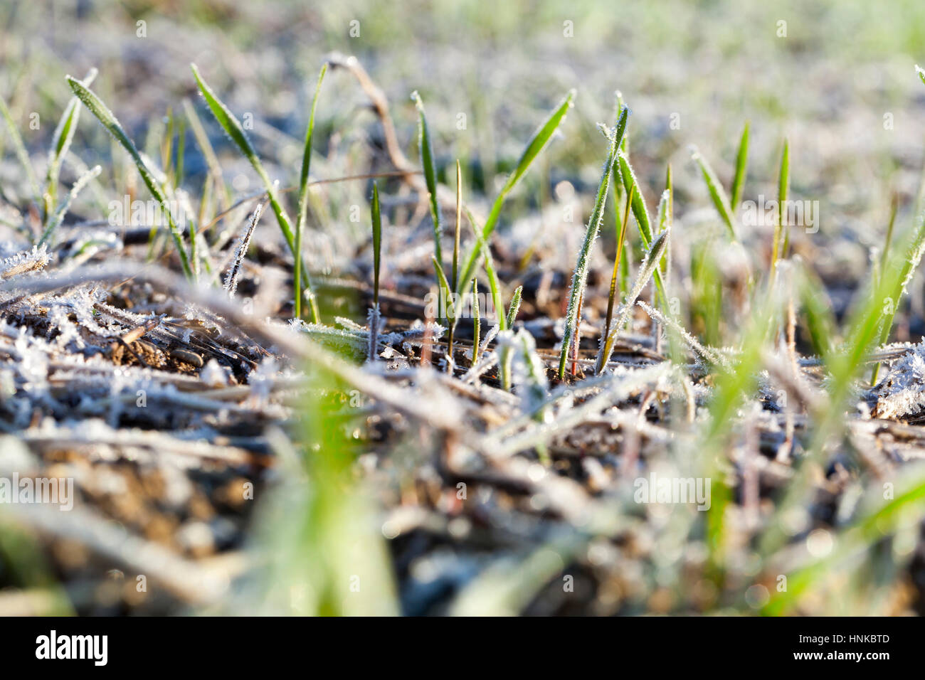 Winter detail frost land landscape hi-res stock photography and images ...