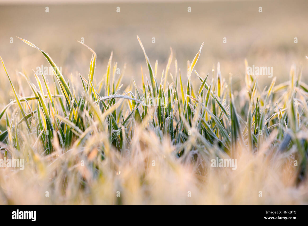 frost on the wheat Stock Photo - Alamy