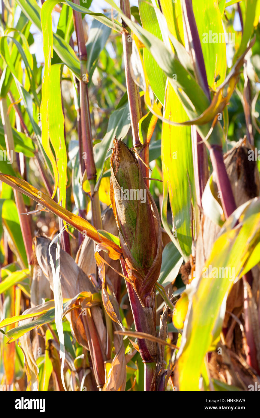 agricultural field with corn Stock Photo - Alamy
