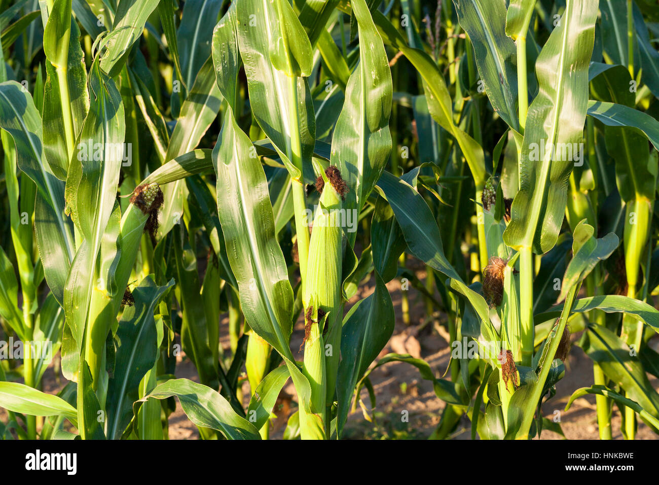 green corn, close up Stock Photo - Alamy