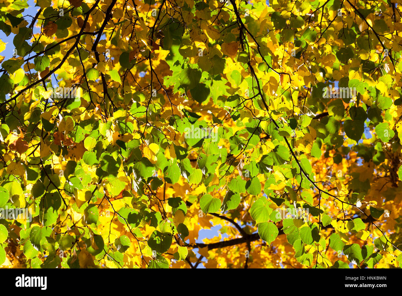 linden tree in autumn Stock Photo - Alamy