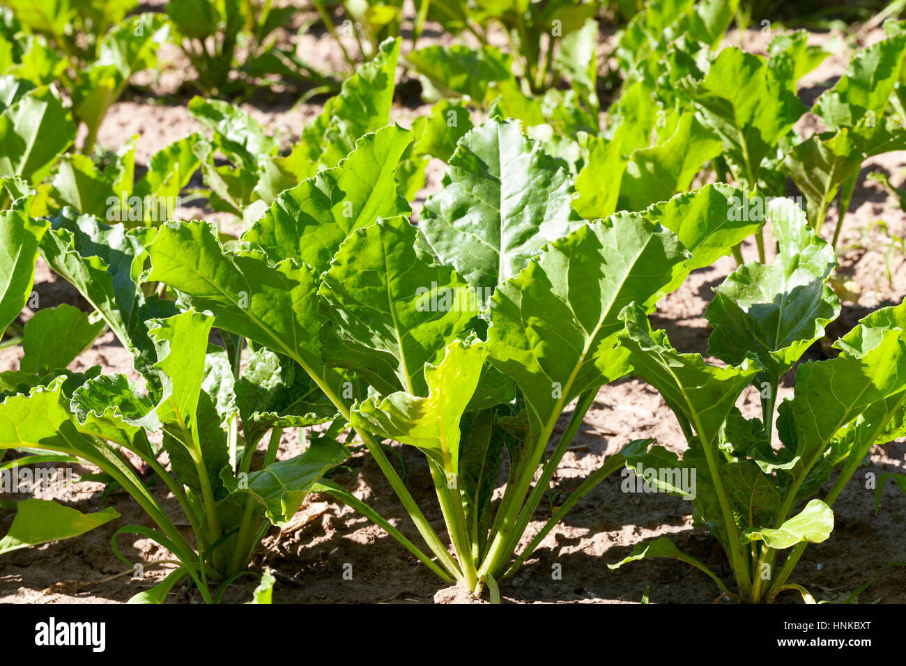 green beet leaves Stock Photo - Alamy