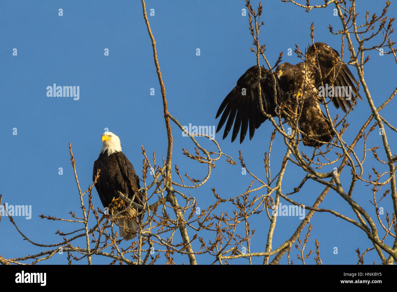 Mature Bald Eagle sits calmly on a branch as a juvenile retracts their ...